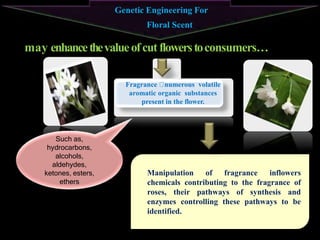 Genetic inheritance of flower doubleness and fragrance | PPTX