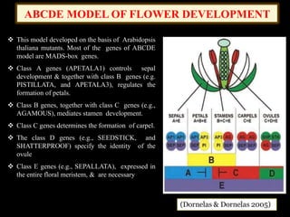 Genetic inheritance of flower doubleness and fragrance | PPTX