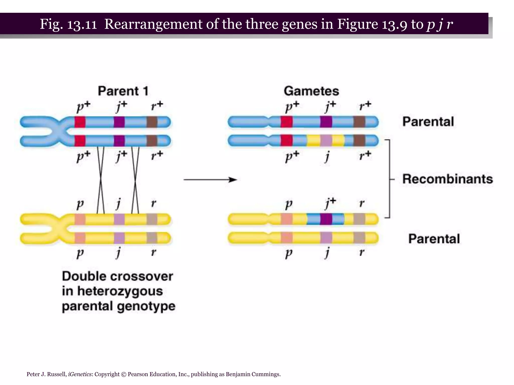 Genetic linkage | PPT
