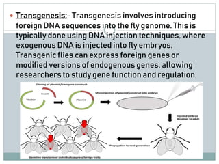 Genetic Manipulation In Drosophila 221pmt004.pptx