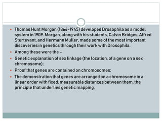 Genetic Manipulation In Drosophila 221pmt004.pptx