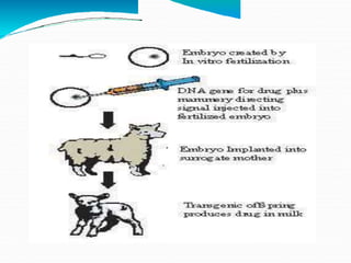 Genetic manipulation of animals.pptx