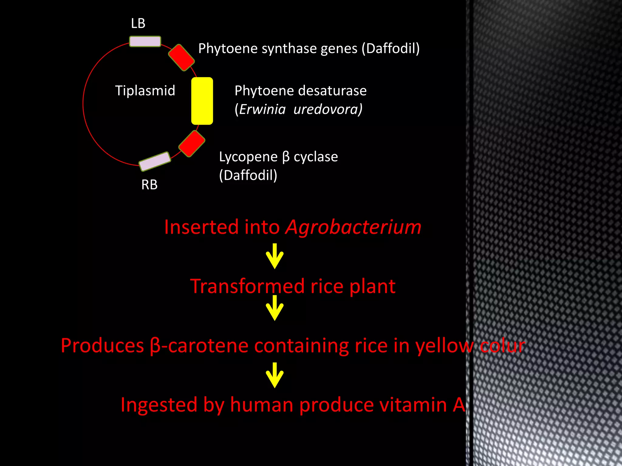 modification of flower pigmentation & nutritional content ppt for ...