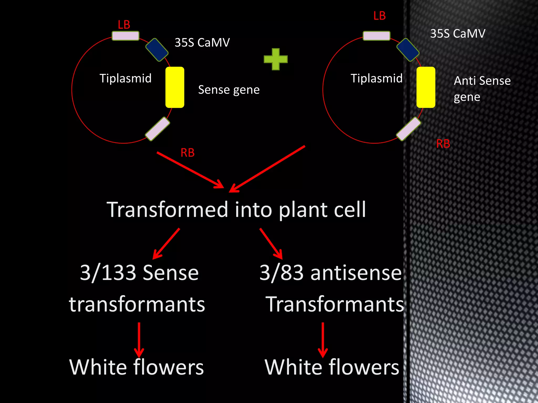 modification of flower pigmentation & nutritional content ppt for ...