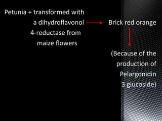 modification of flower pigmentation & nutritional content ppt for ...