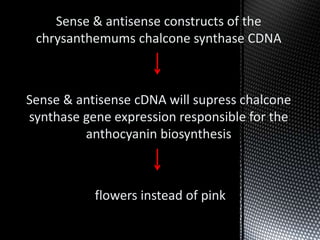 modification of flower pigmentation & nutritional content ppt for ...