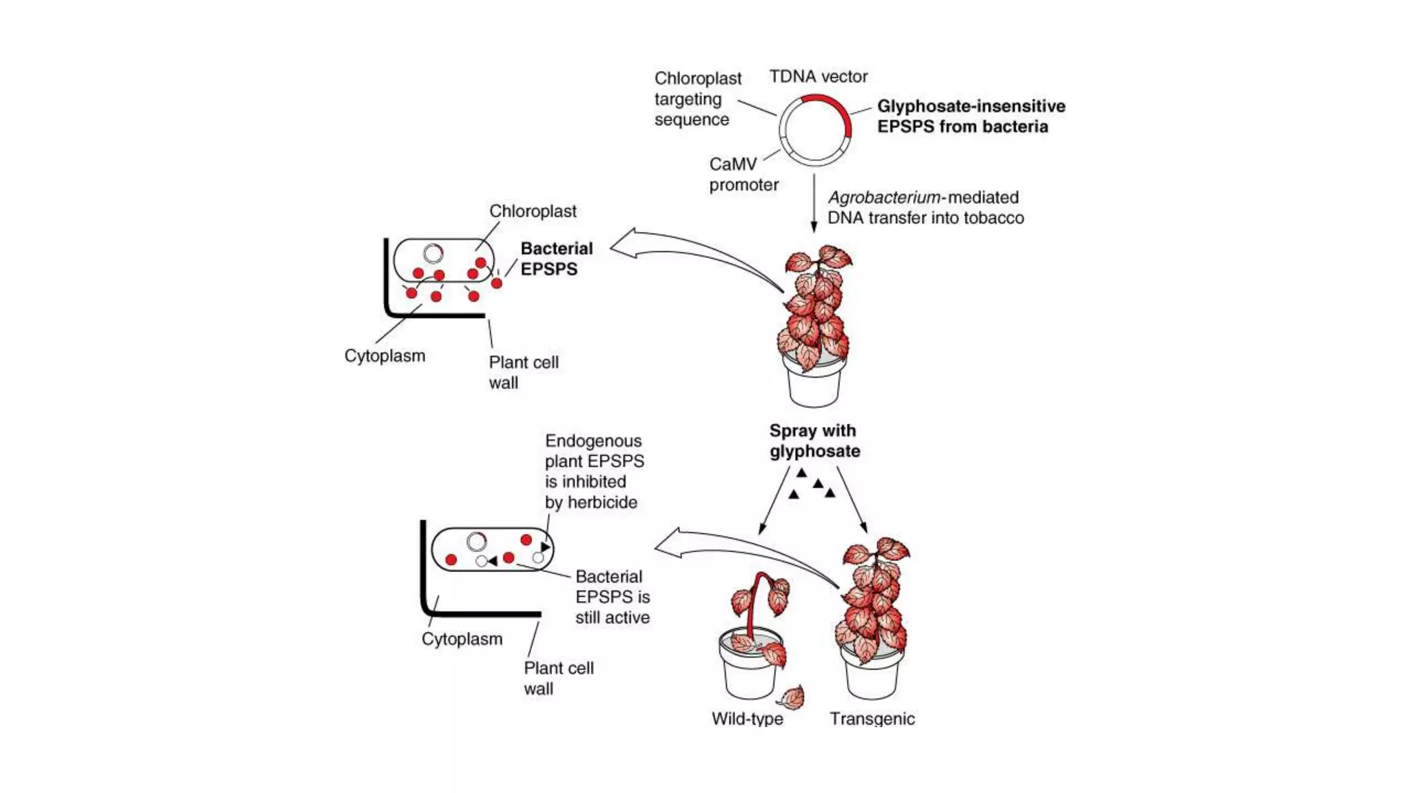 Genetic manipulation of herbicide tolerance.pptx