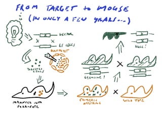 Genetic Manipulation Of The Mouse | PPT