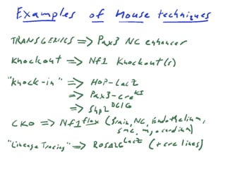 Genetic Manipulation Of The Mouse | PPT