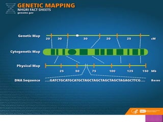 Genetic mapping | PPTX
