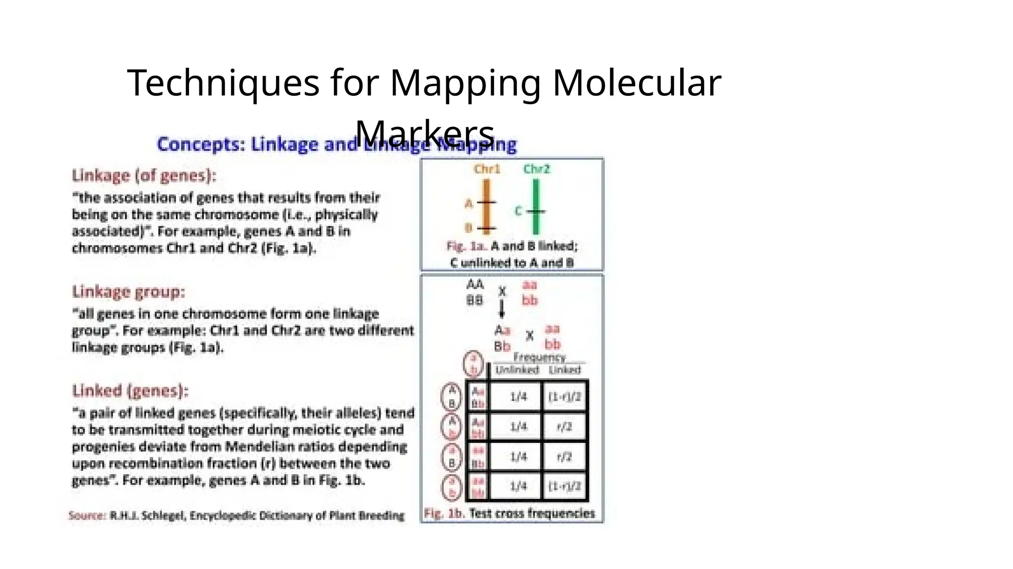 Genetic Mapping in Humans presentation.pptx