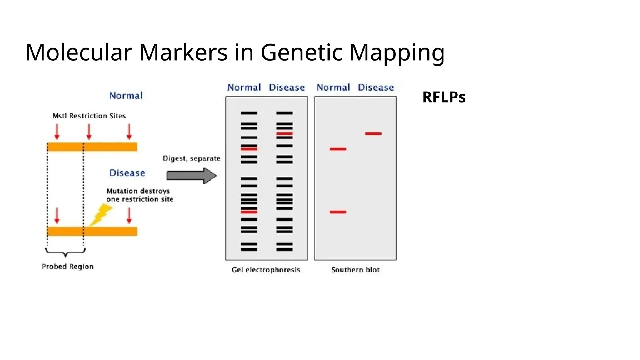 Genetic Mapping in Humans presentation.pptx | Free Download