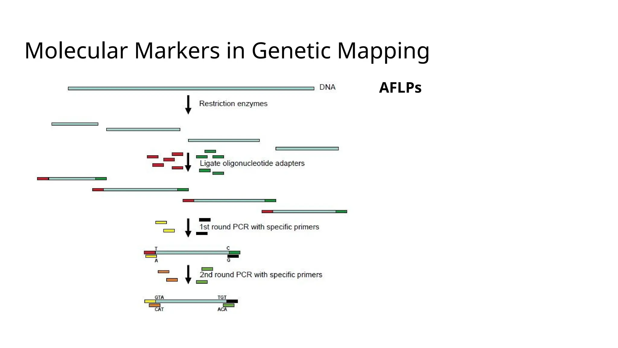 Genetic Mapping in Humans presentation.pptx