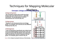Genetic Mapping in Humans presentation.pptx | Free Download