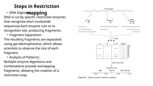 Genetic Mapping in Humans presentation.pptx