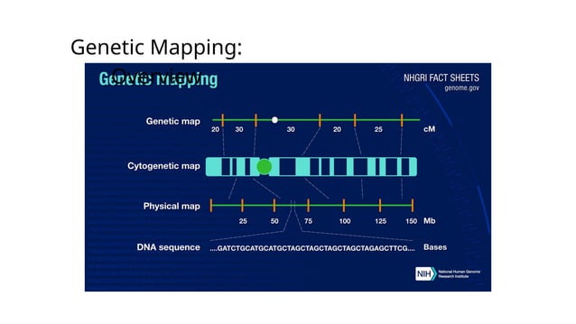 Genetic Mapping in Humans presentation.pptx | Free Download