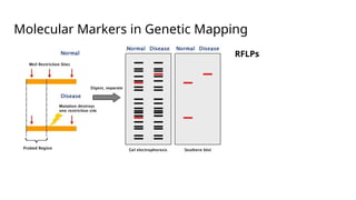 Genetic Mapping in Humans presentation.pptx