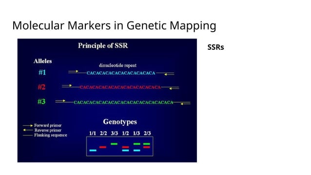 Genetic Mapping in Humans presentation.pptx