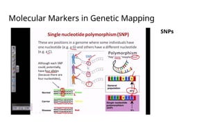 Genetic Mapping in Humans presentation.pptx | Free Download