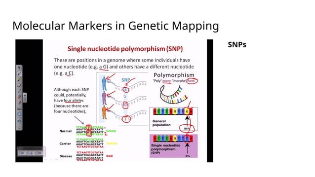 Genetic Mapping in Humans presentation.pptx