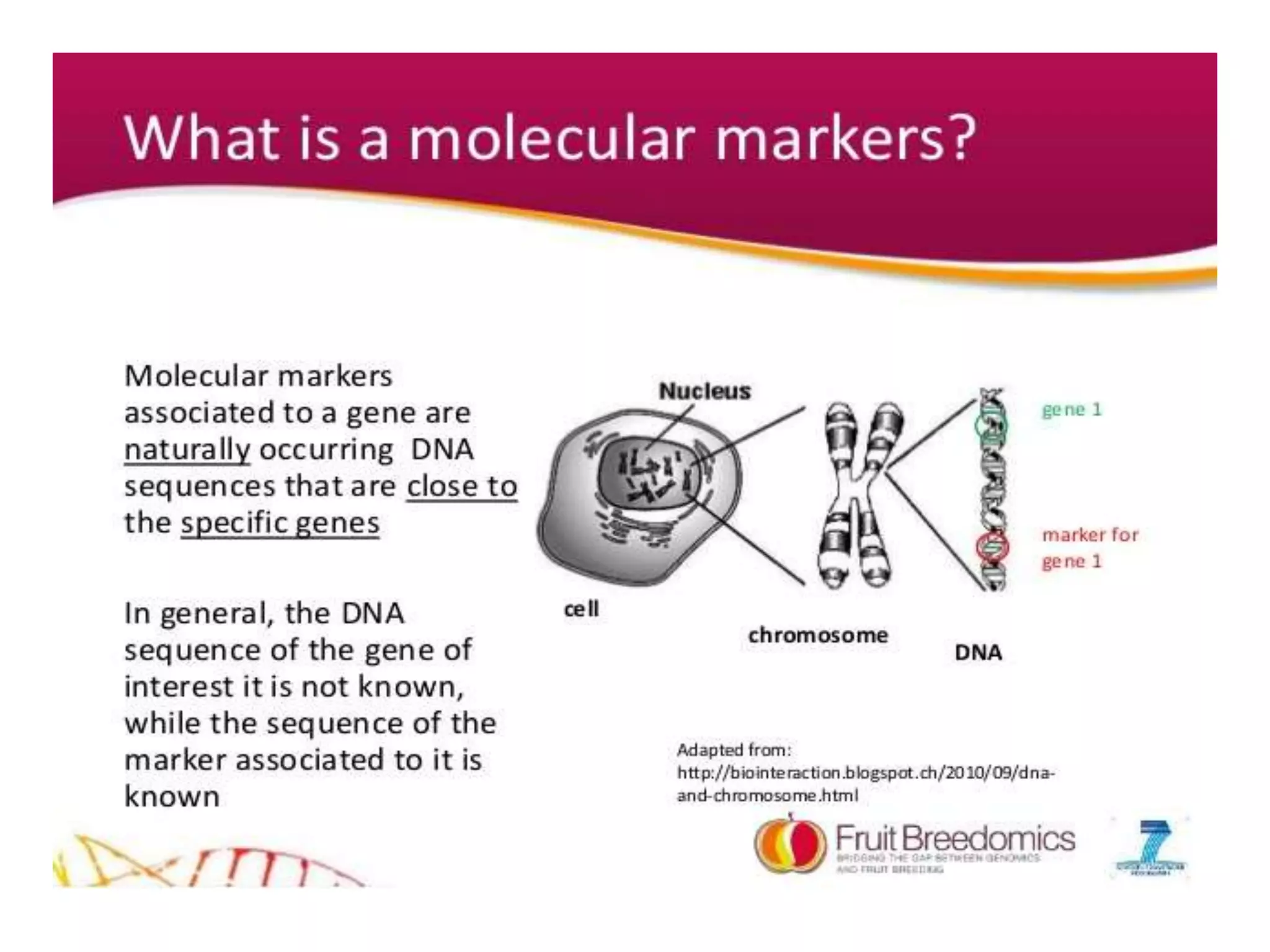 Genetic marker (1) | PPTX