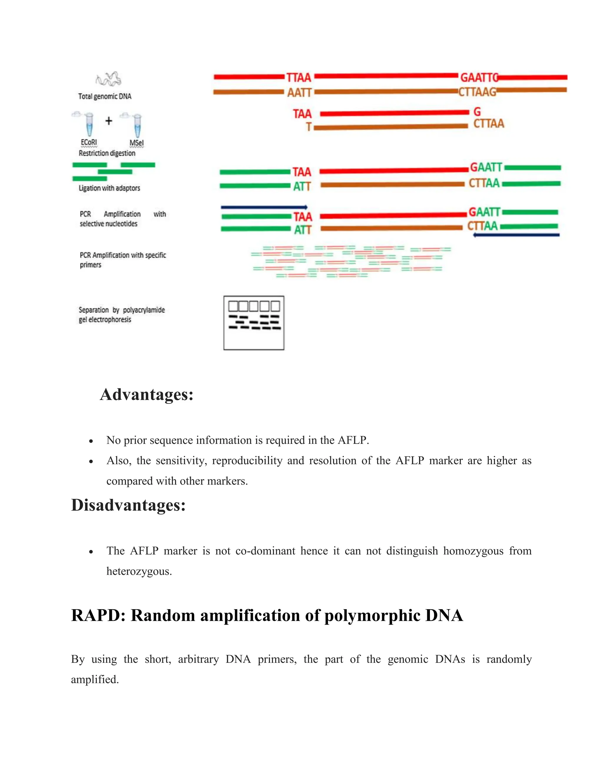 GENE (Genetic )Markers.docx RAPD AFLP RFLP SSSR SNP ESR | PDF