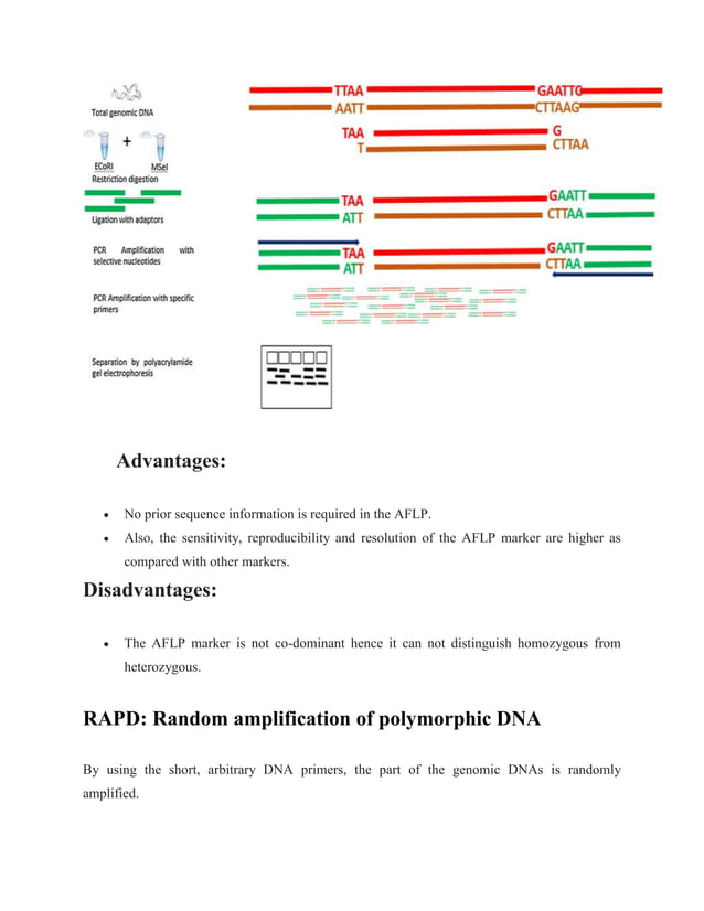 GENE (Genetic )Markers.docx RAPD AFLP RFLP SSSR SNP ESR | PDF
