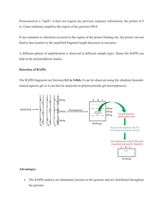 GENE (Genetic )Markers.docx RAPD AFLP RFLP SSSR SNP ESR | PDF