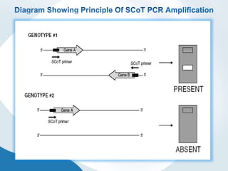 SCoT and RAPD | PPTX