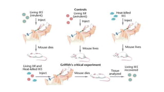 GENETIC MATERIALS.pptx