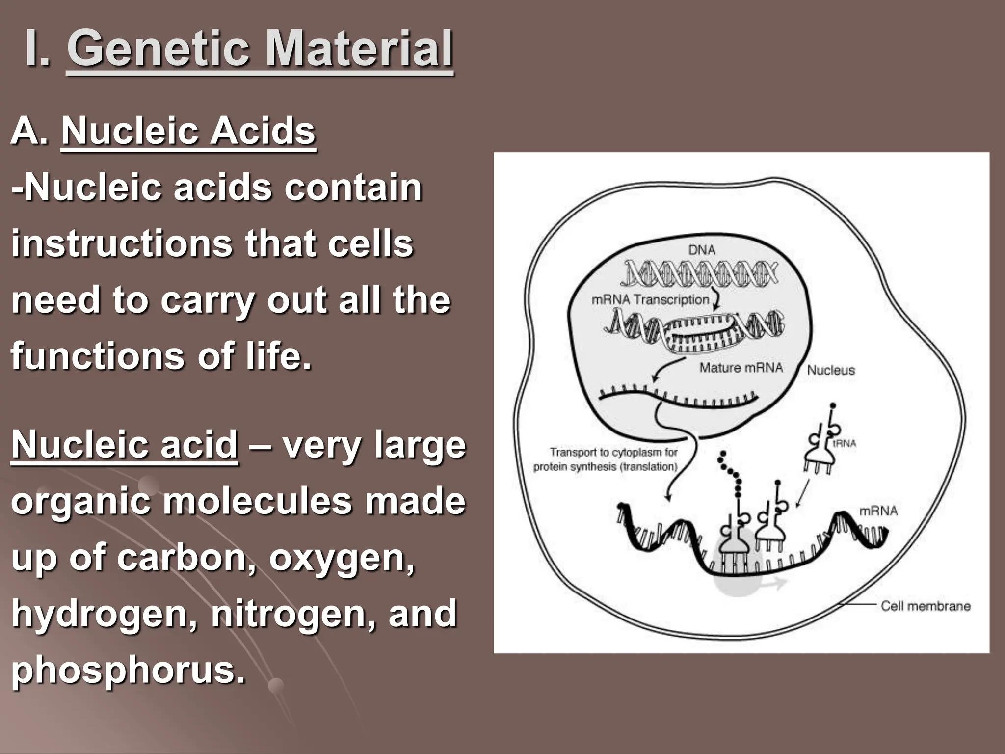 Genetic Material .ppt
