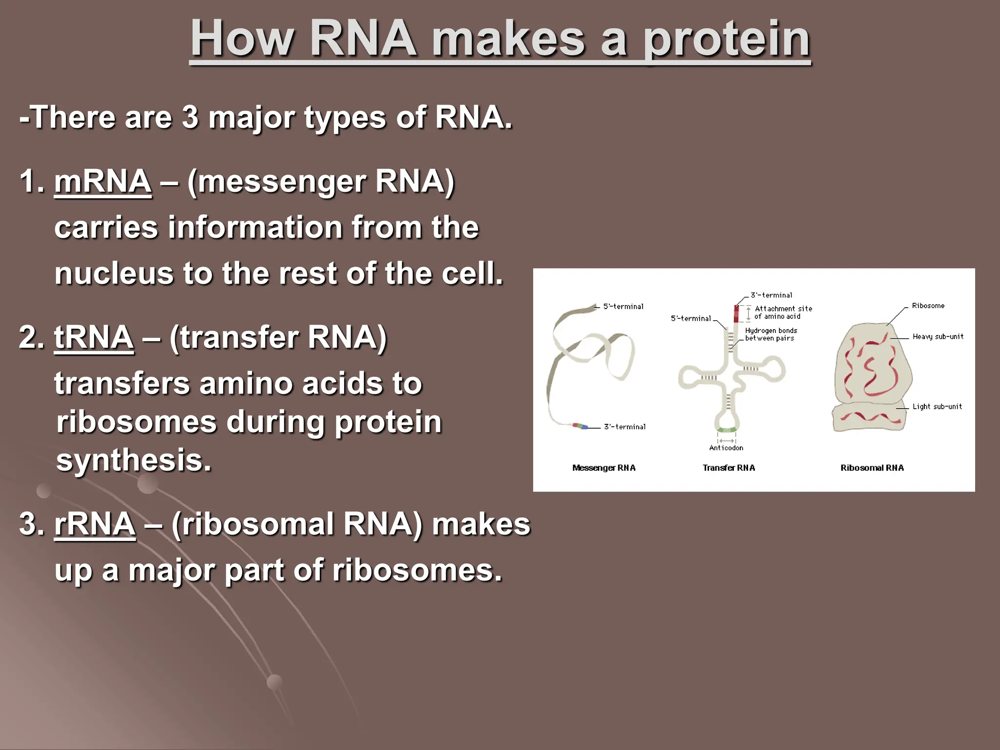Genetic Material .ppt