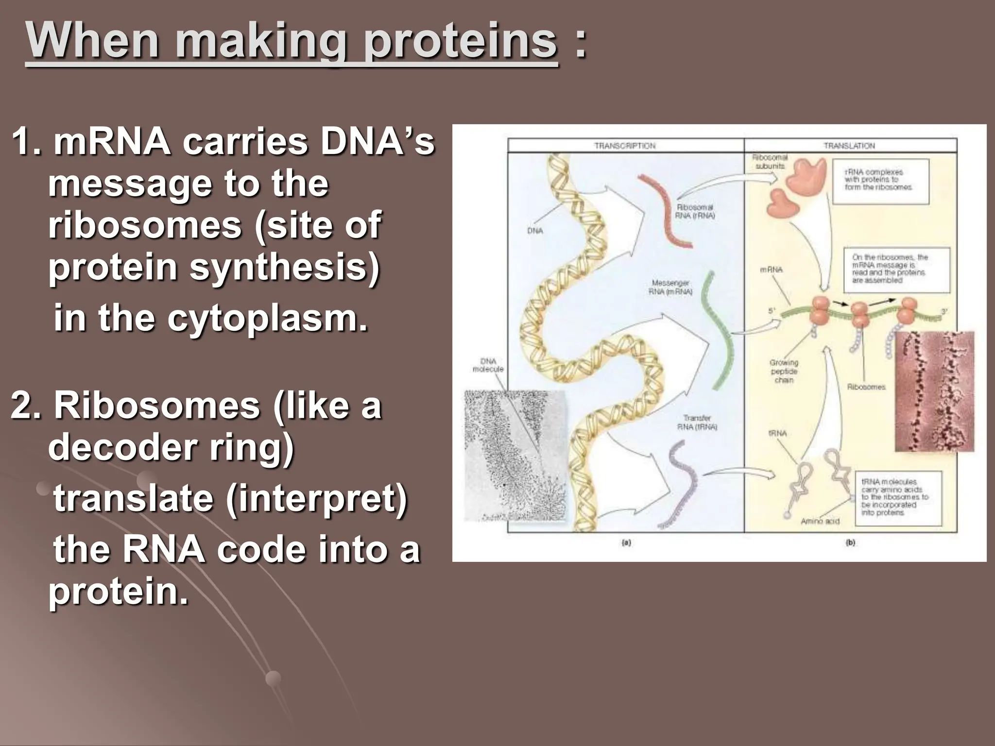 Genetic Material .ppt
