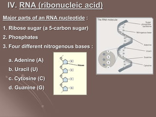 Genetic Material .ppt