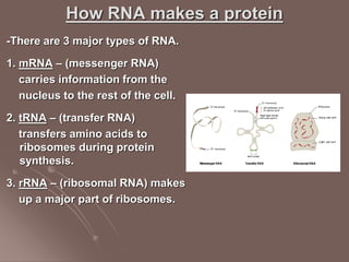 Genetic Material .ppt