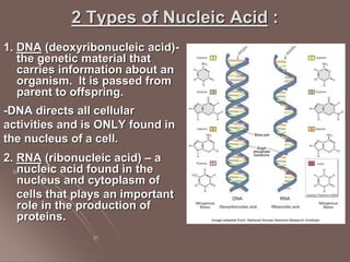 Genetic Material .ppt