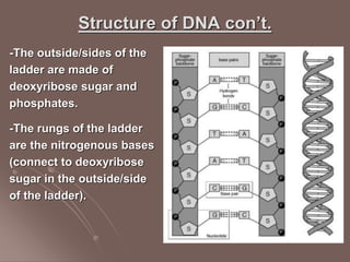 Genetic Material .ppt