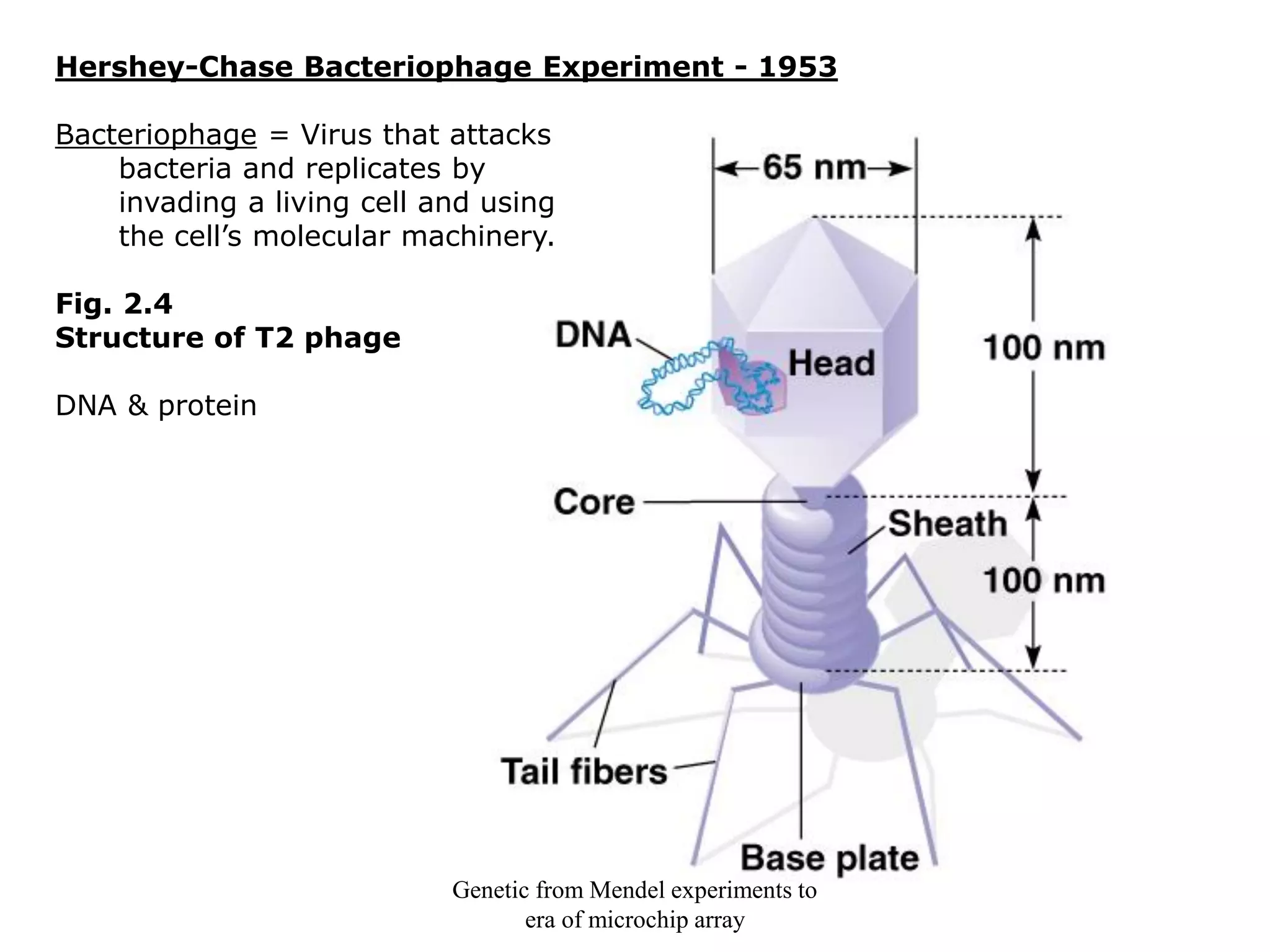 Genetic material early experiments structure of DNA.pdf