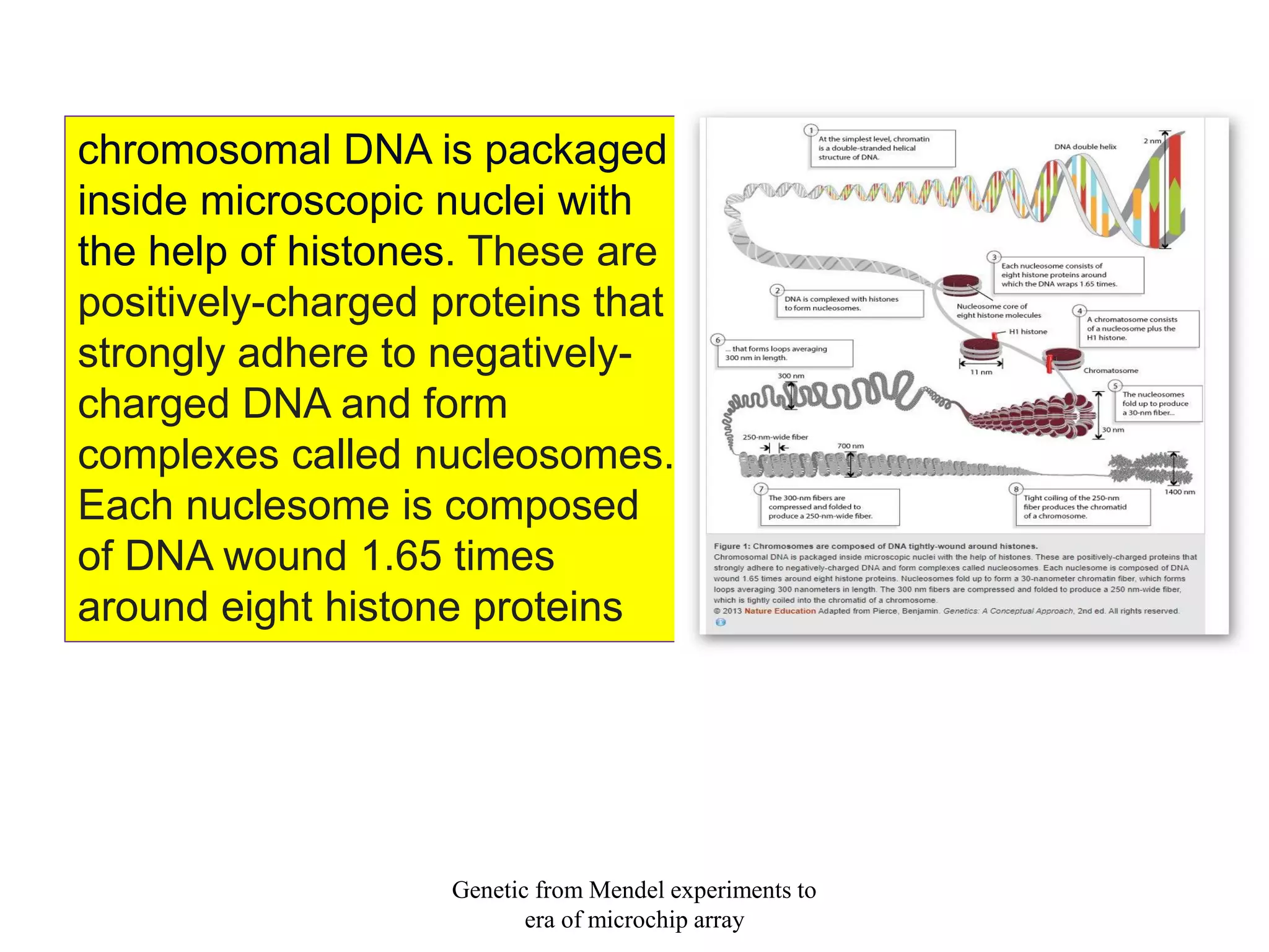Genetic material early experiments structure of DNA.pdf