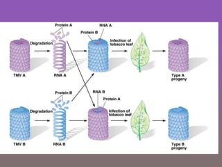 Genetic materials .ppt