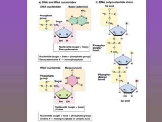 Genetic materials .ppt