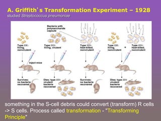 Genetic materials .ppt