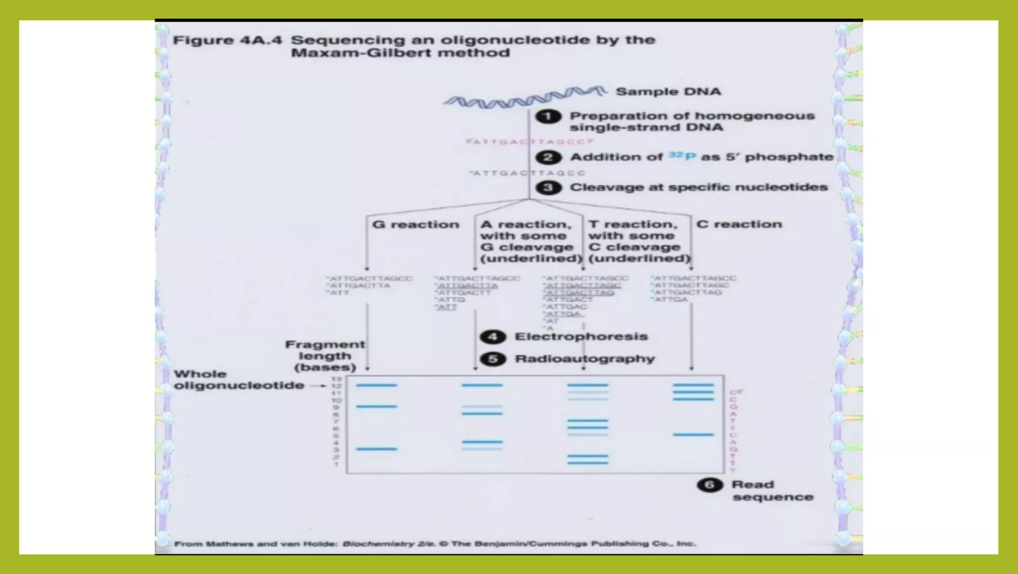 Genetic methods of microbial taxonomy | PPT