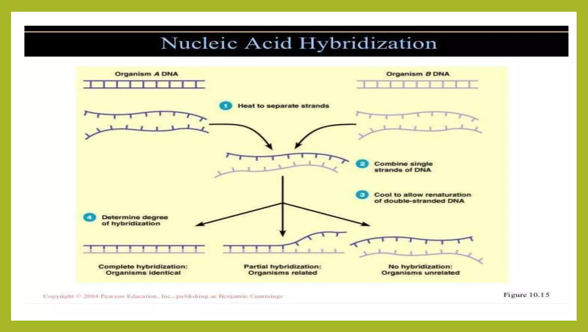 Genetic methods of microbial taxonomy | PPT