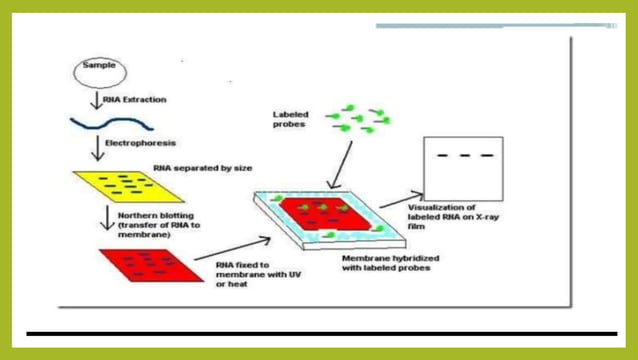 Genetic methods of microbial taxonomy | PPT