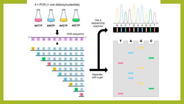 Genetic methods of microbial taxonomy | PPT