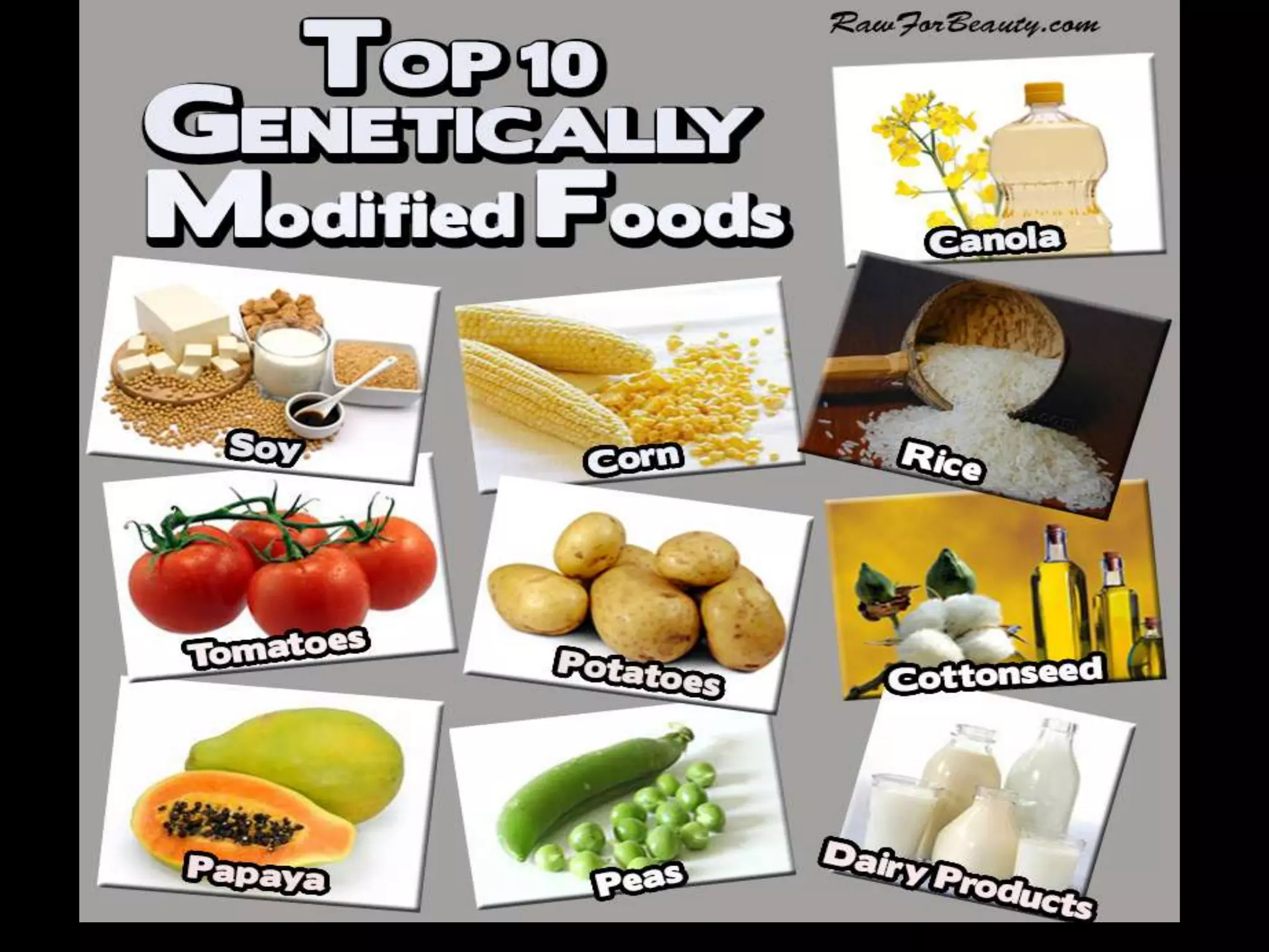 Geneticmodification food and animals | PPT