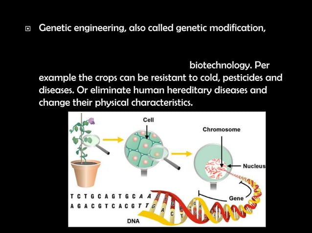 Geneticmodification food and animals | PPT