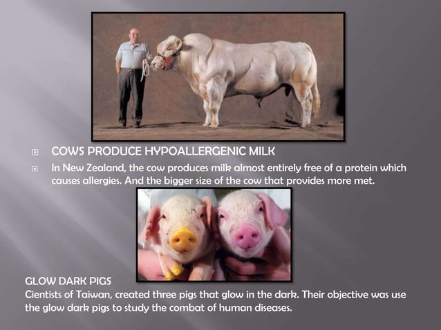 Geneticmodification food and animals | PPT