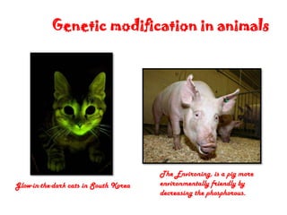 Genetic modification | PPTX